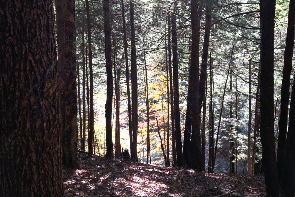 Cook Forest Field Guide: Take a Hike and Happy Trails | Pittsburgh Magazine