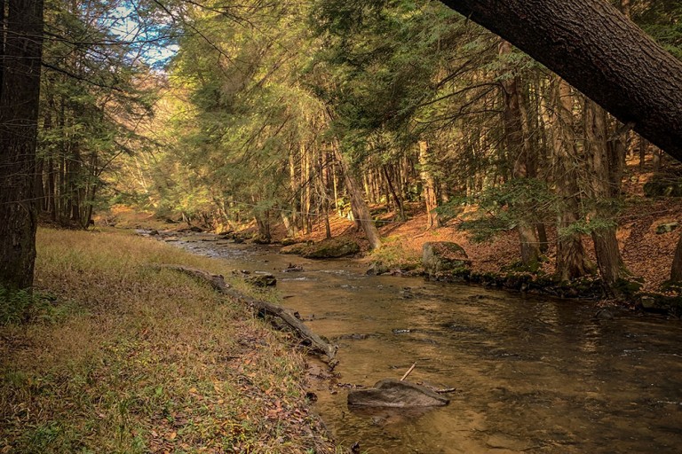 Cook Forest Field Guide: The Sites, The River and Getting There ...