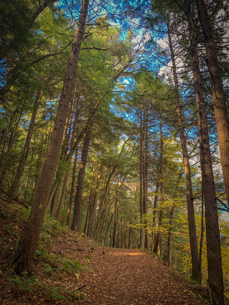 Cook Forest Field Guide: Take a Hike and Happy Trails | Pittsburgh Magazine