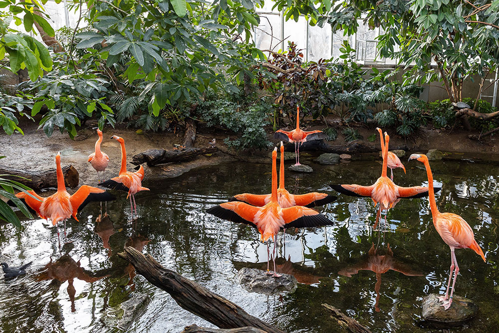 Enjoy an Immersive Experience at the National Aviary | Pittsburgh Magazine