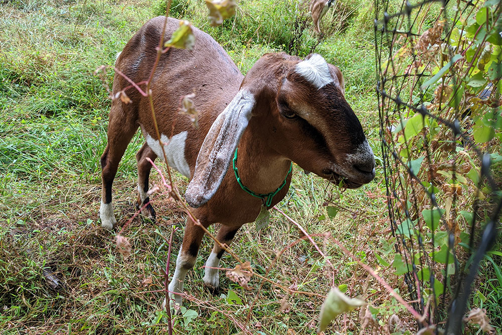 Eco-Friendly and Better Than a Chainsaw: Goats At Work | Pittsburgh ...