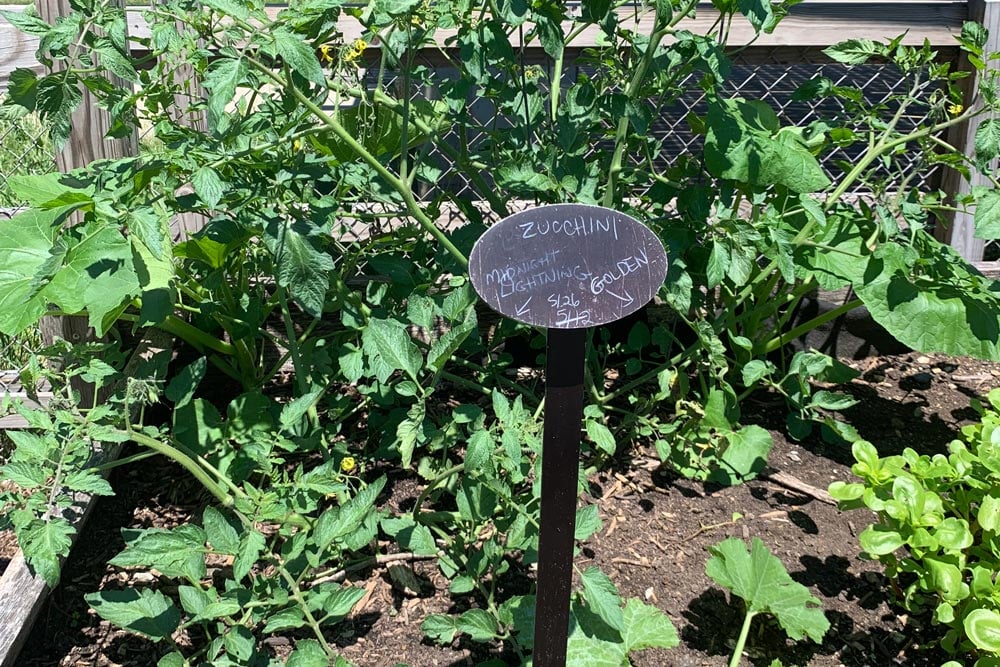 Why the From Slavery to Freedom Garden is More Than Just Vegetables ...