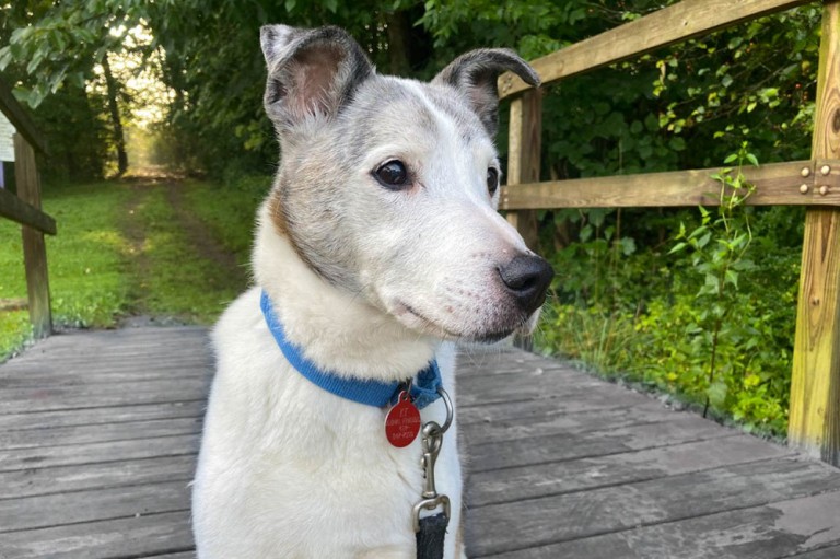 From the Chef's Kitchen: PEI Mussels with Smoked Tomato Nage (Purée ...