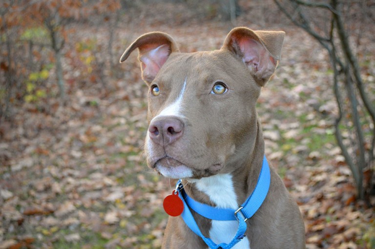 From the Chef's Kitchen: PEI Mussels with Smoked Tomato Nage (Purée ...