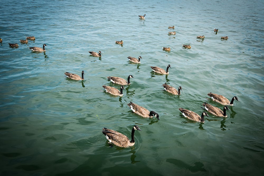 Did You Know Lake Erie Has Its Own Legendary Monster? | Pittsburgh Magazine