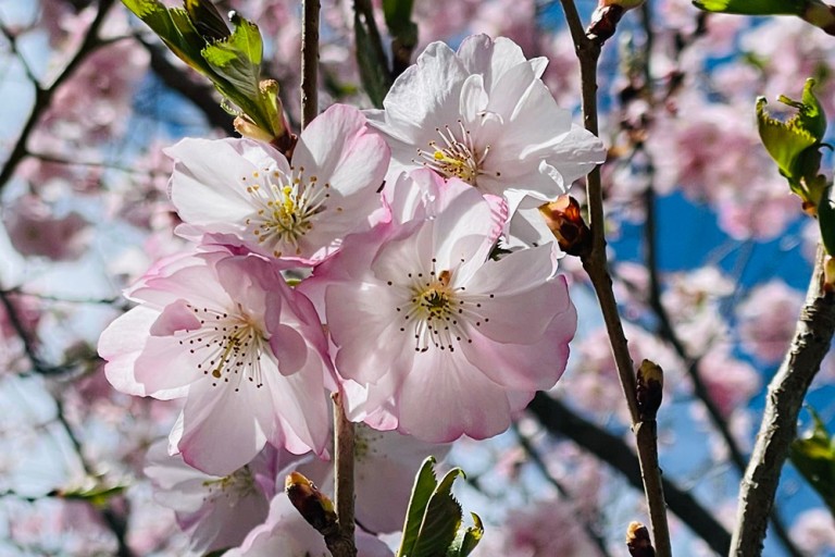 It's Now Time to Go See North Park’s Dazzling Cherry Blossom Trees in ...