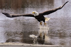 This Old Pittsburgh House: Beautifying the Burtner House | Pittsburgh ...