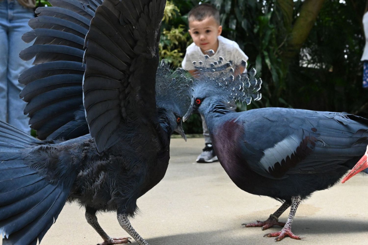This Summer Only: World of Oceans Makes Waves at the National Aviary ...