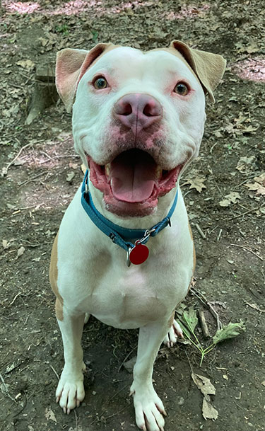 Pittsburgh Pet of the Week: Alfred | Pittsburgh Magazine