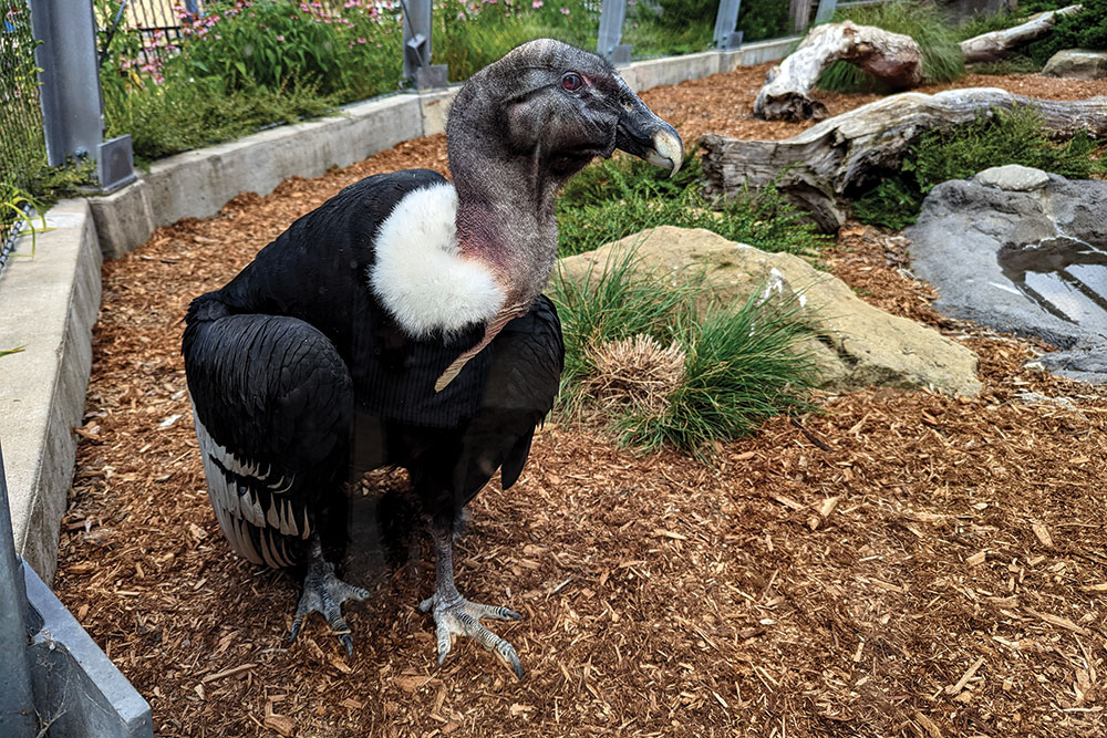 Places We Love: Condor's Court at the National Aviary | Pittsburgh Magazine