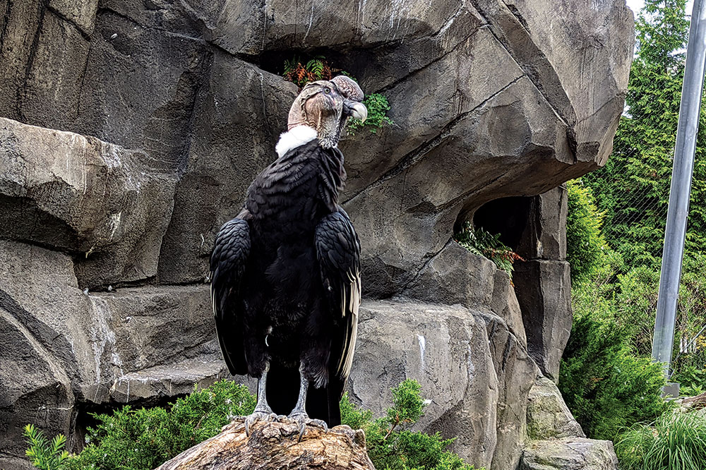Places We Love: Condor's Court at the National Aviary | Pittsburgh Magazine
