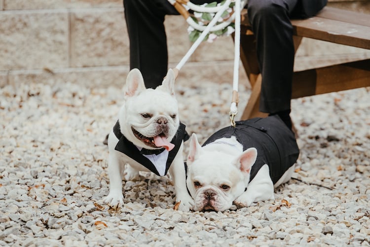 These Dogs of Honor Stole the Show at Three Pittsburgh Weddings ...