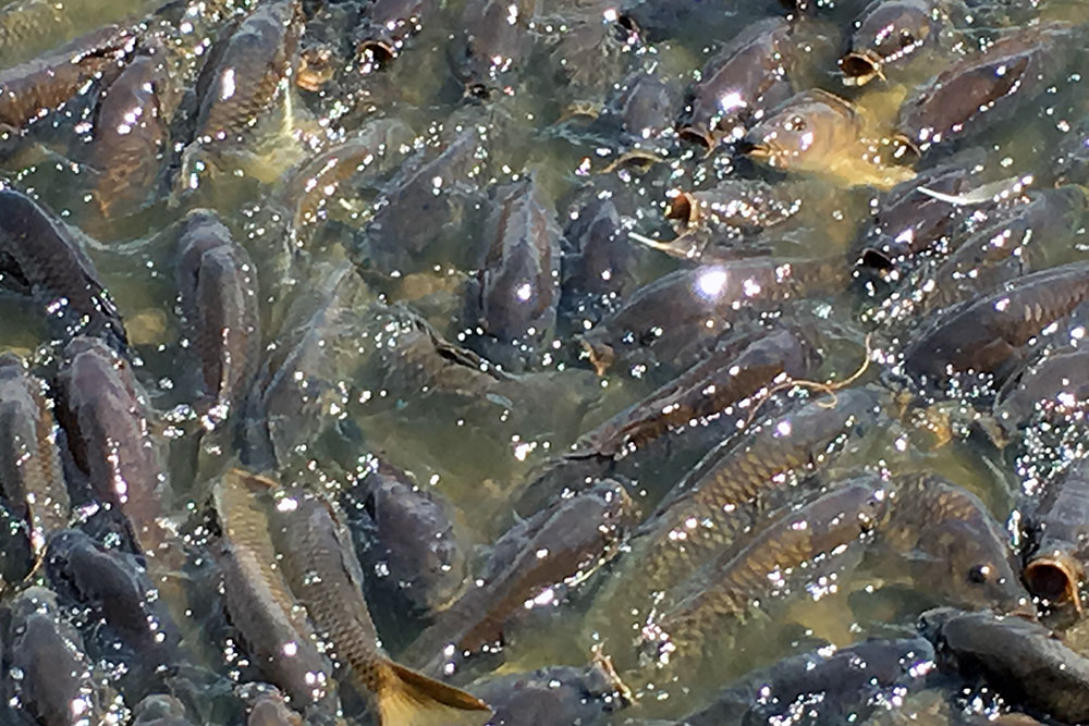 Weekend Road Trip: Enjoy The Peace and Quiet of Pymatuning | Pittsburgh ...