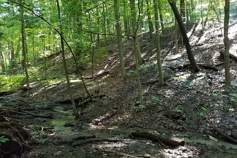 How a Pittsburgh-Area Forest, Once Used by a Bootlegger, is Now a ...