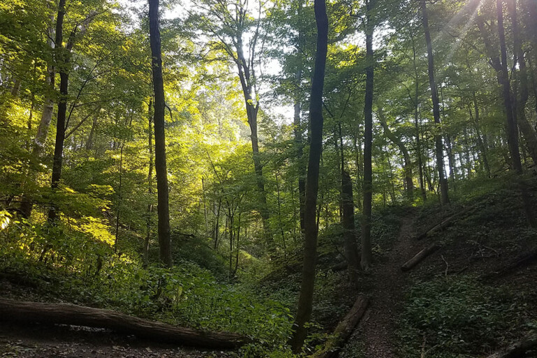 How a Pittsburgh-Area Forest, Once Used by a Bootlegger, is Now a ...