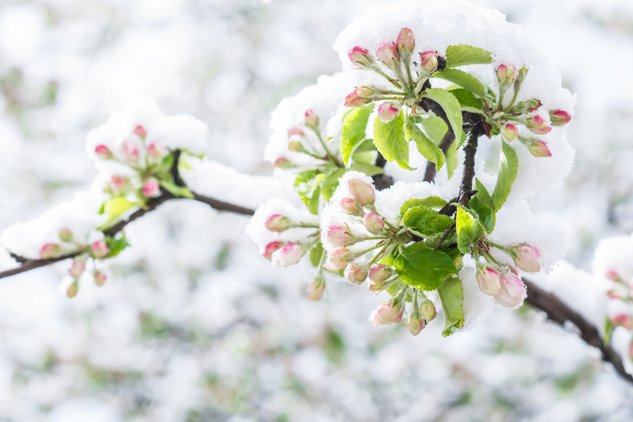 How Pittsburgh's Mild Winter Could Impact Pollen, Growing Seasons and ...