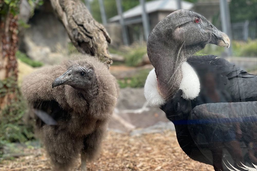 Get Ready For Takeoff During The National Aviary’s Superheroes of the ...