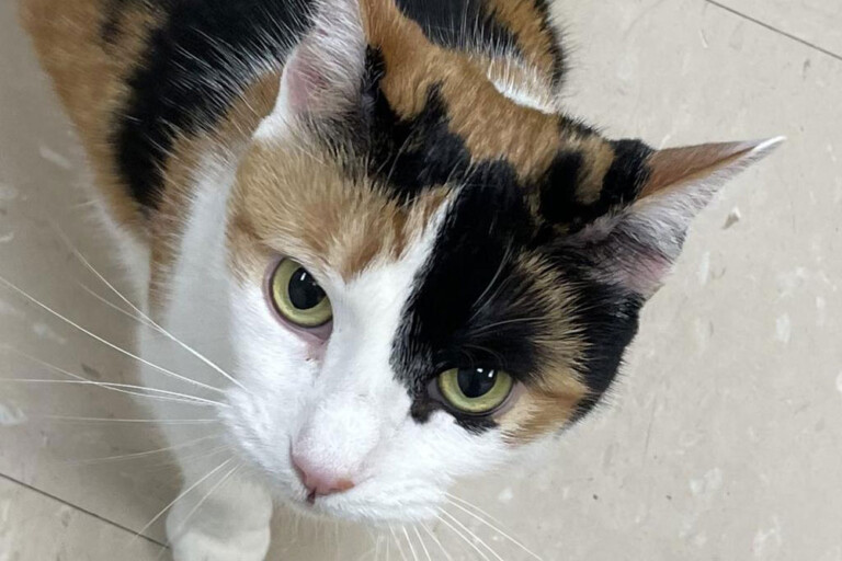Pittsburgh Pet of the Week: Ellie Mae | Pittsburgh Magazine