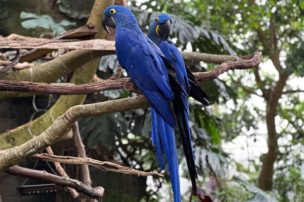 Take Off on a Vibrant Adventure with the National Aviary During 'Colors ...