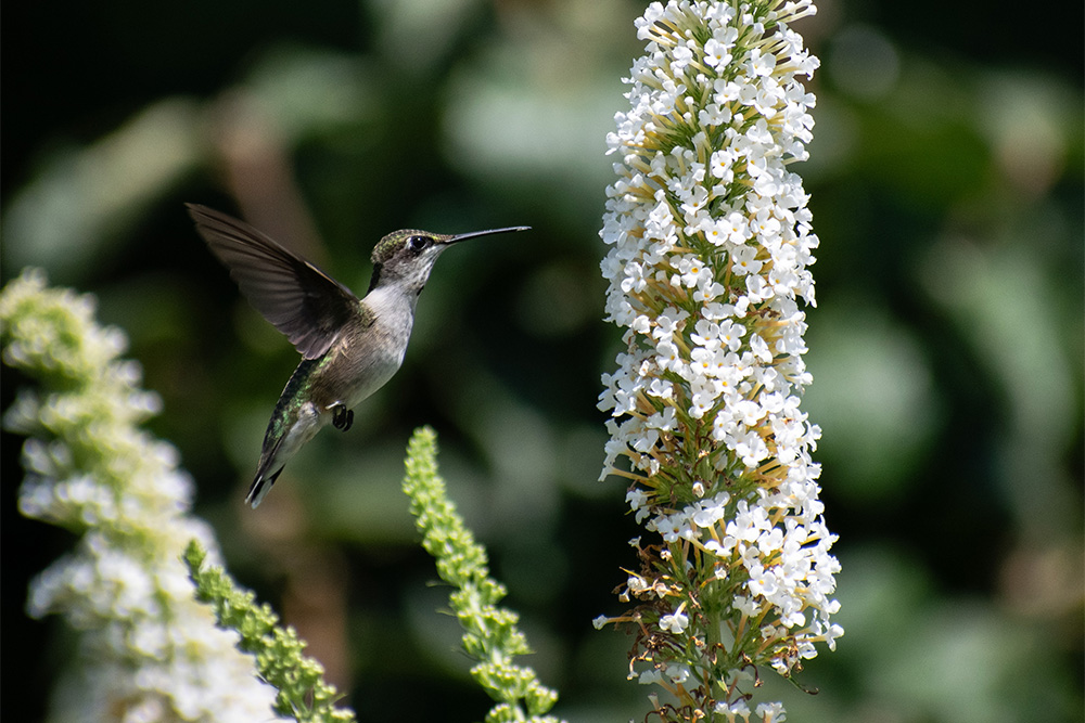 David Roger’s Big Bugs + Pollinators Opens June 15 at Pittsburgh ...