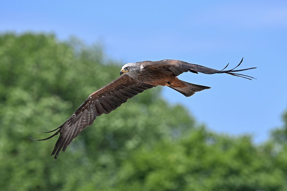 Take Off on a Vibrant Adventure with the National Aviary During 'Colors ...