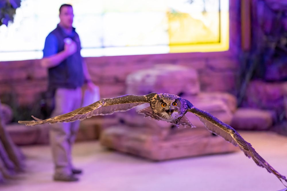 Take Off on a Vibrant Adventure with the National Aviary During 'Colors ...