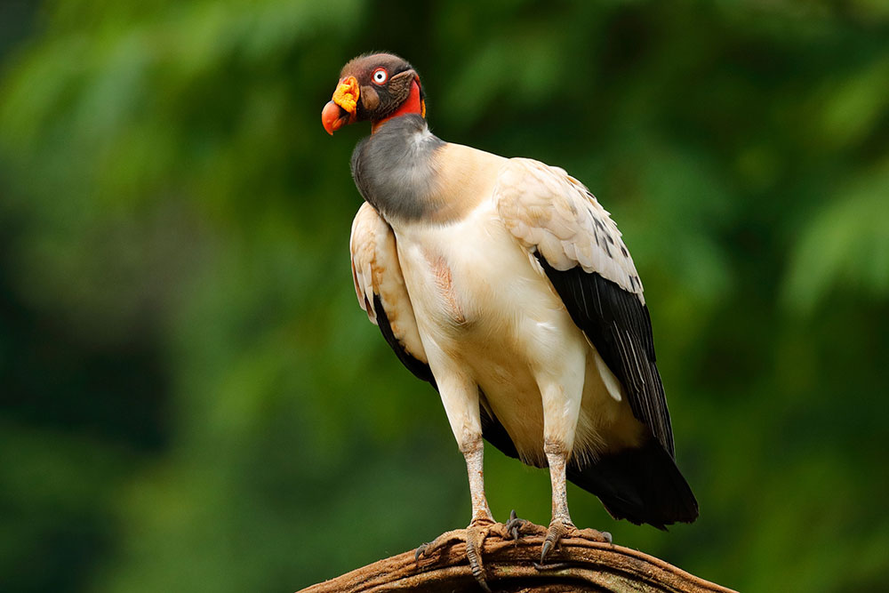 Take Off on a Vibrant Adventure with the National Aviary During 'Colors ...