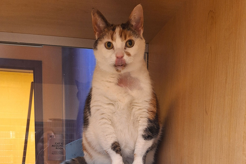 Pittsburgh Pet of the Week: Miss Periwinkle | Pittsburgh Magazine