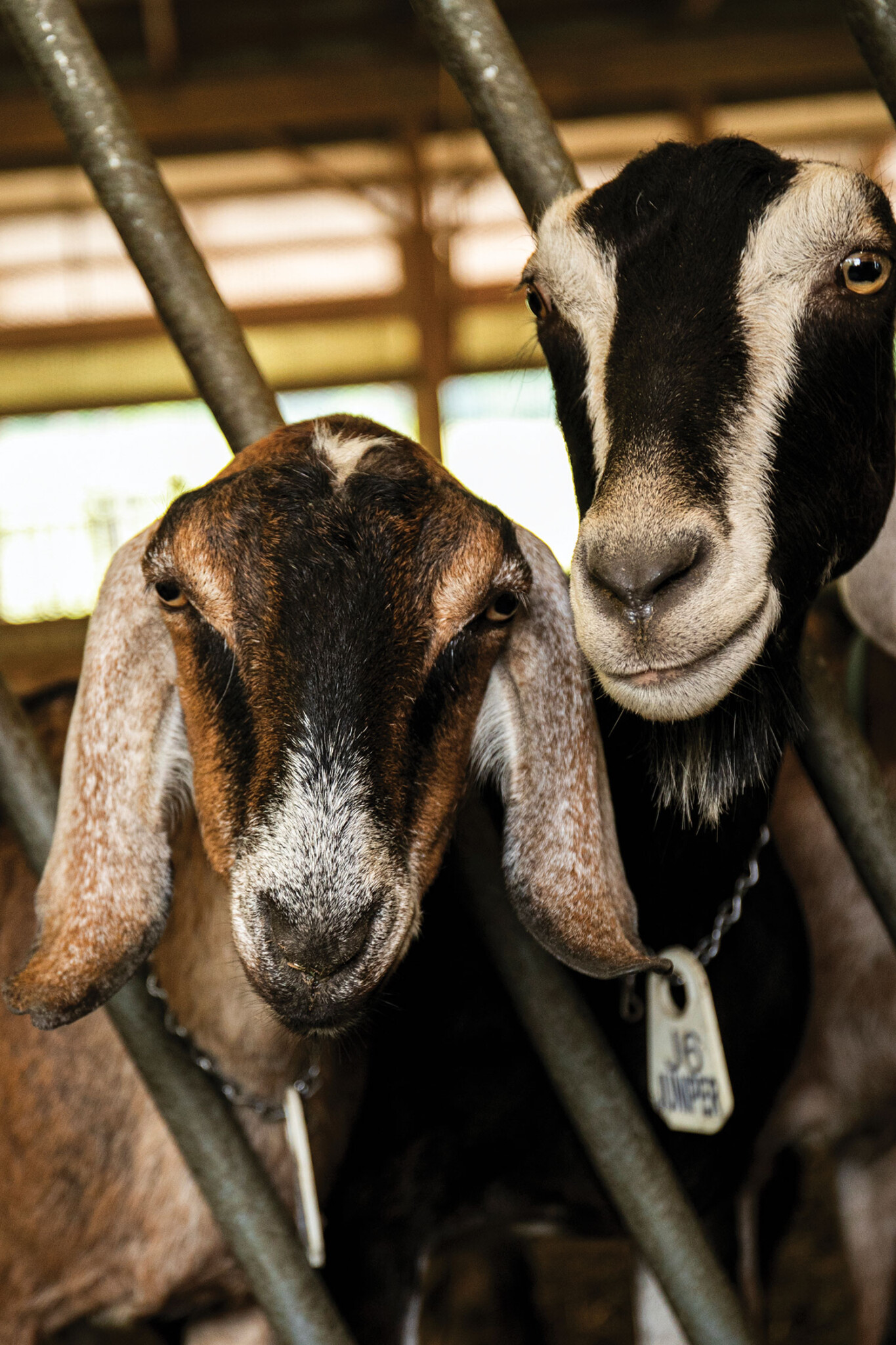 Say Cheese! Goat Rodeo Farm & Dairy Produces Award-Winning Cheeses With ...