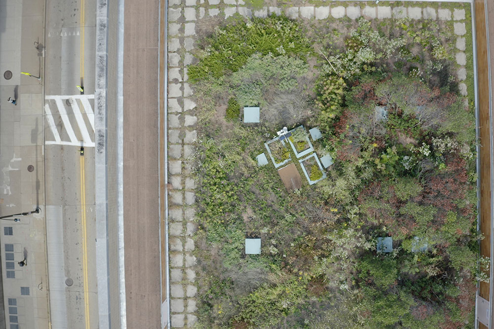 Group Vows to Turn Downtown Rooftops into Vibrant Green Spaces