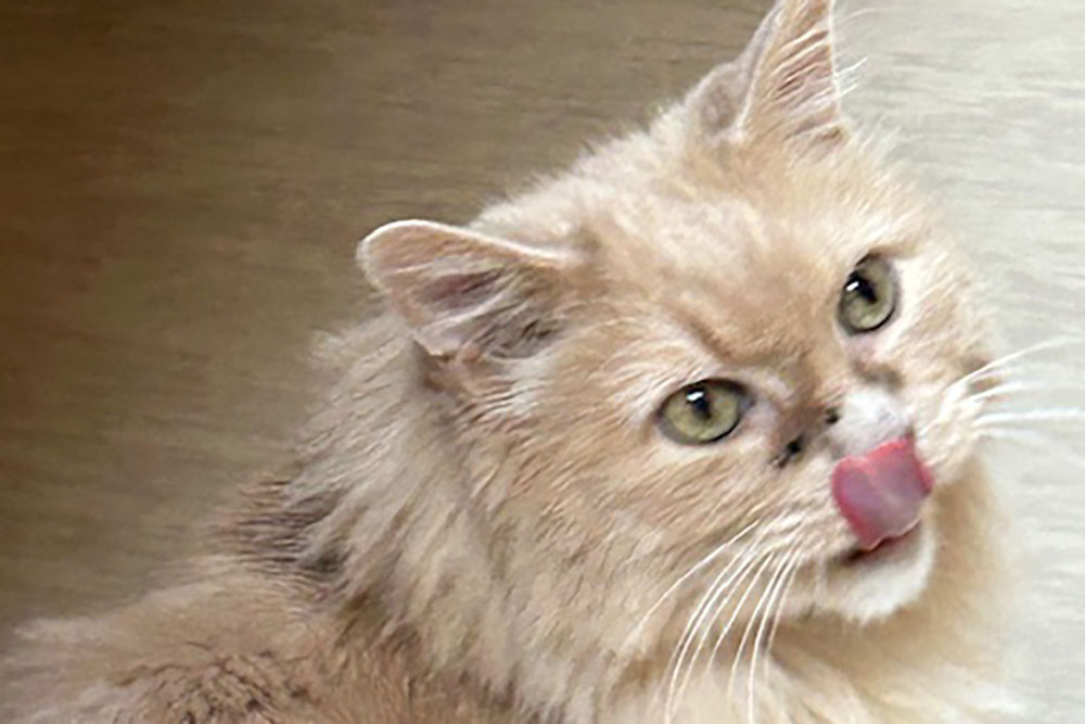 Pittsburgh Pet of the Week: Pico De Gato | Pittsburgh Magazine