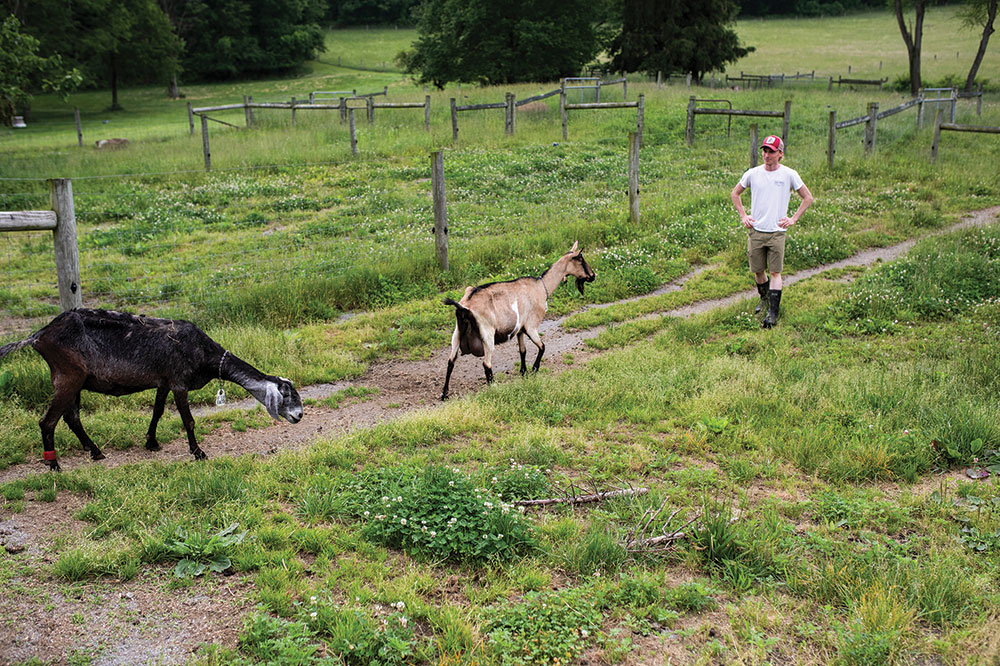 Say Cheese! Goat Rodeo Farm & Dairy Produces Award-Winning Cheeses With ...