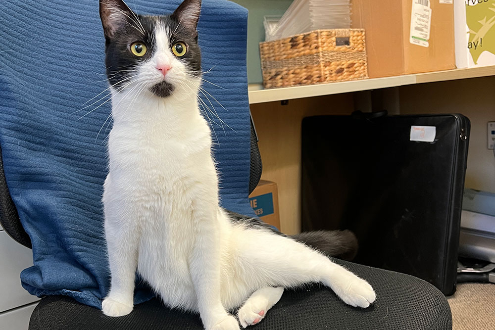 Pittsburgh Pet of the Week: Meet Sven, a Domestic Short Hair That Loves ...
