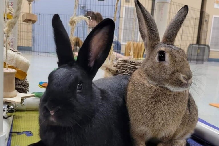 Pittsburgh Pet of the Week: Frappe and Macchiato, Two American Rabbits