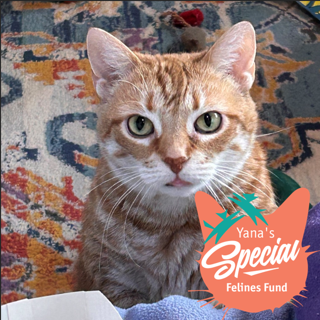 Pittsburgh Pet of the Week: Meet Millie & Mischief, Two Bonded Domestic ...