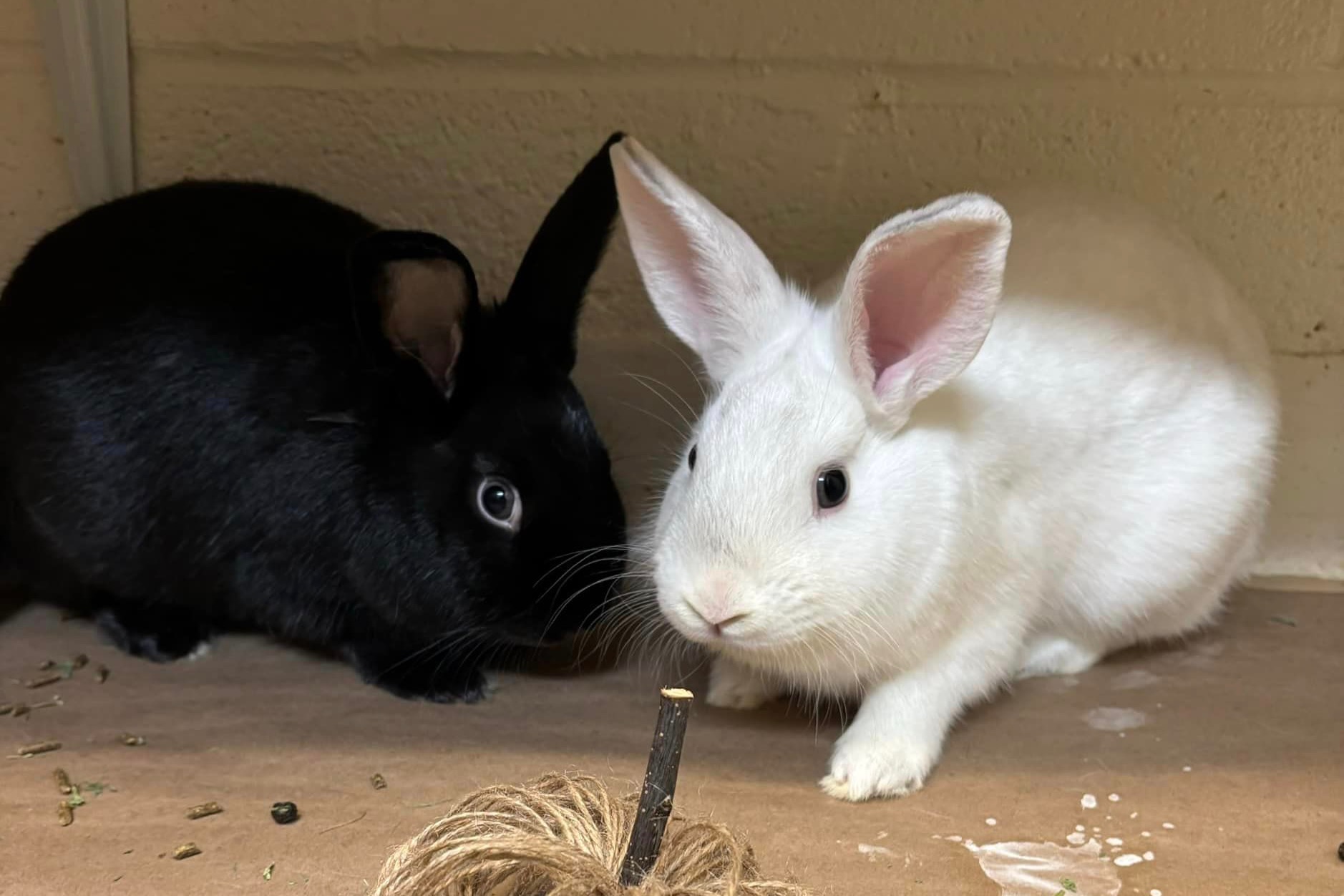 Pittsburgh Pet of the Week: Teddy and Mort, Two American Rabbits