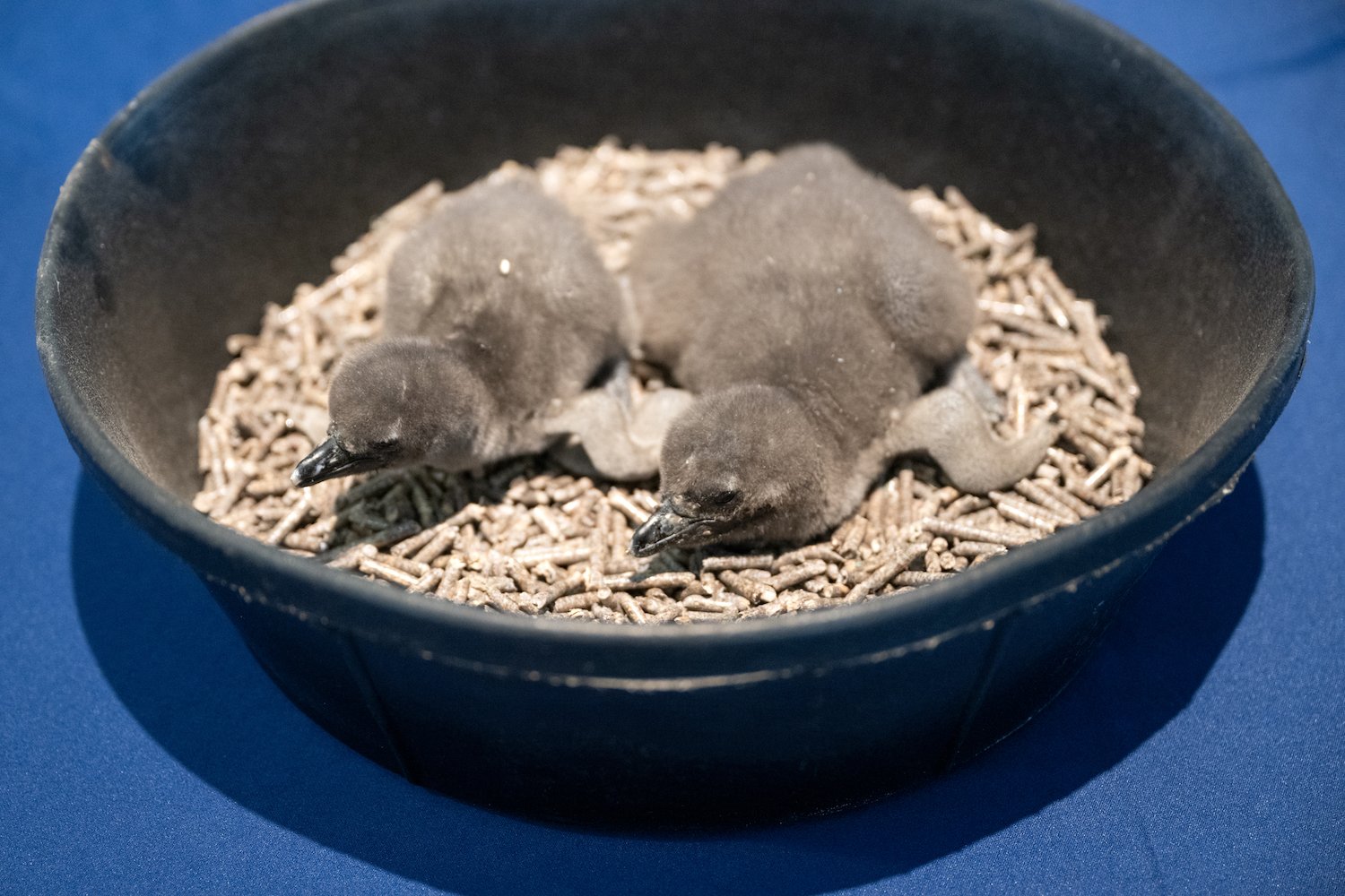 Photos: Pittsburgh's National Aviary Welcomes Two African Penguin Chicks