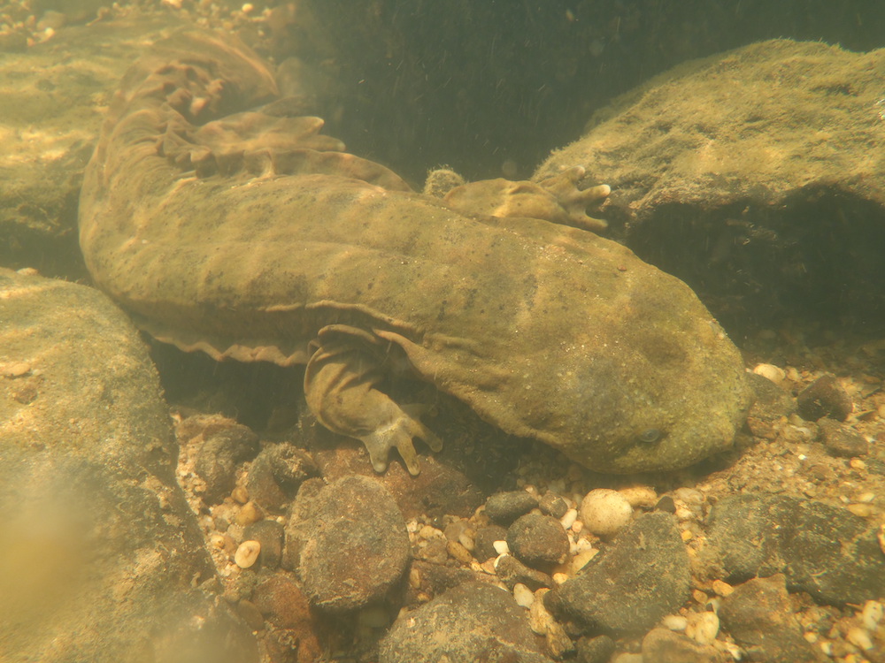 Logging Poised to Accelerate in Allegheny National Forest Under Federal ...
