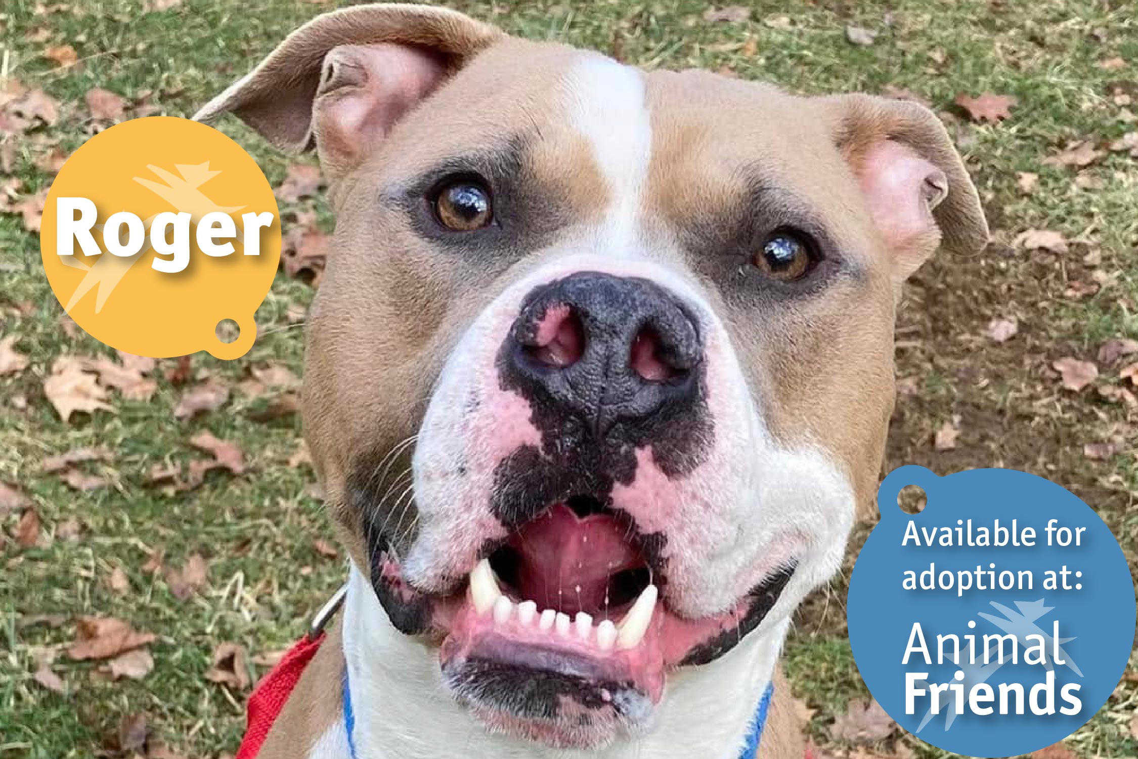 Pittsburgh Pet of the Week: Roger, a High-Energy Mixed Breed