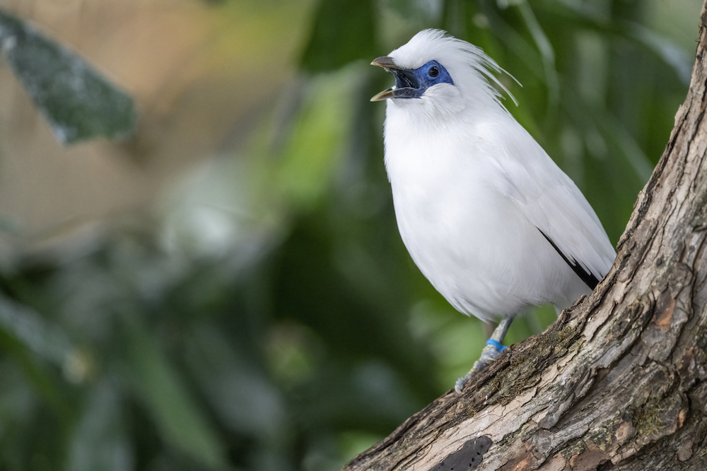 Pittsburgh’s Hottest Summer Party: Night in the Tropics at the National ...