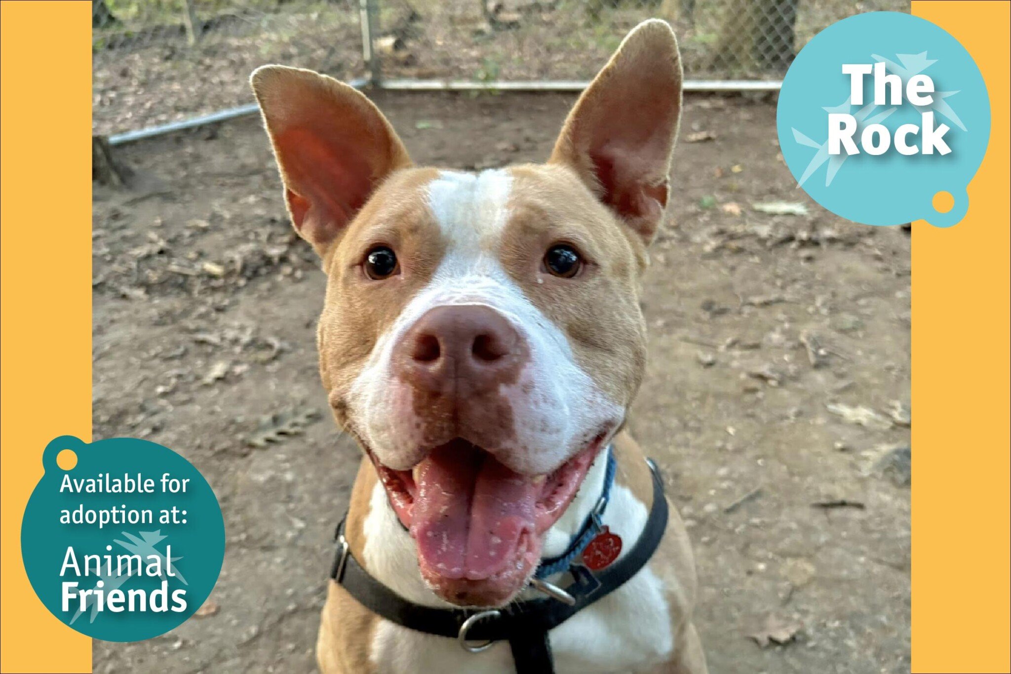 Pittsburgh Pet of the Week: The Rock, a Medium Mixed Breed | Pittsburgh ...