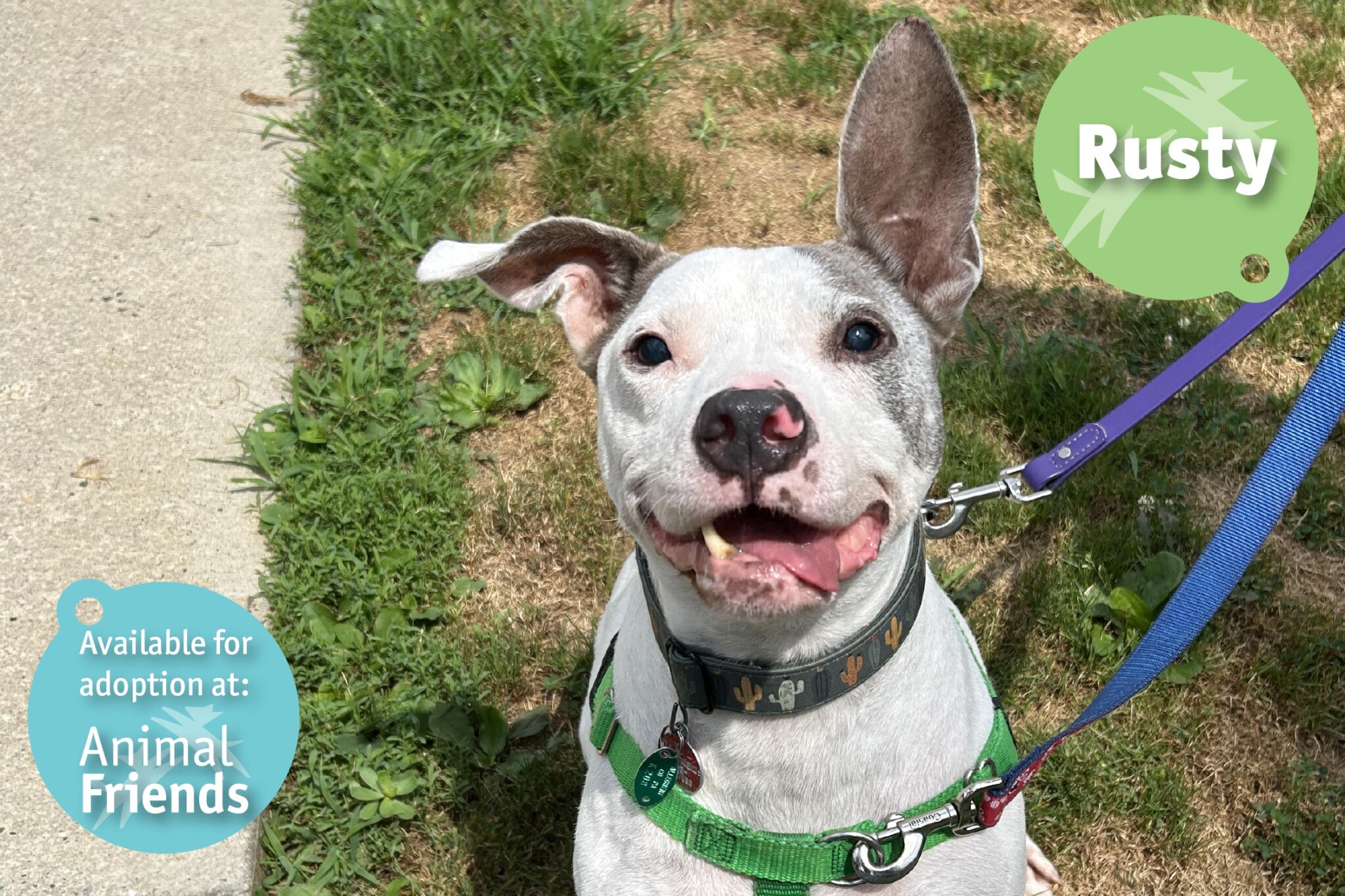 Pittsburgh Pet of the Week: Rusty, the King of Couch Cuddles