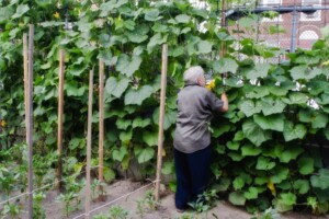 Trace Echo Opens in Uptown