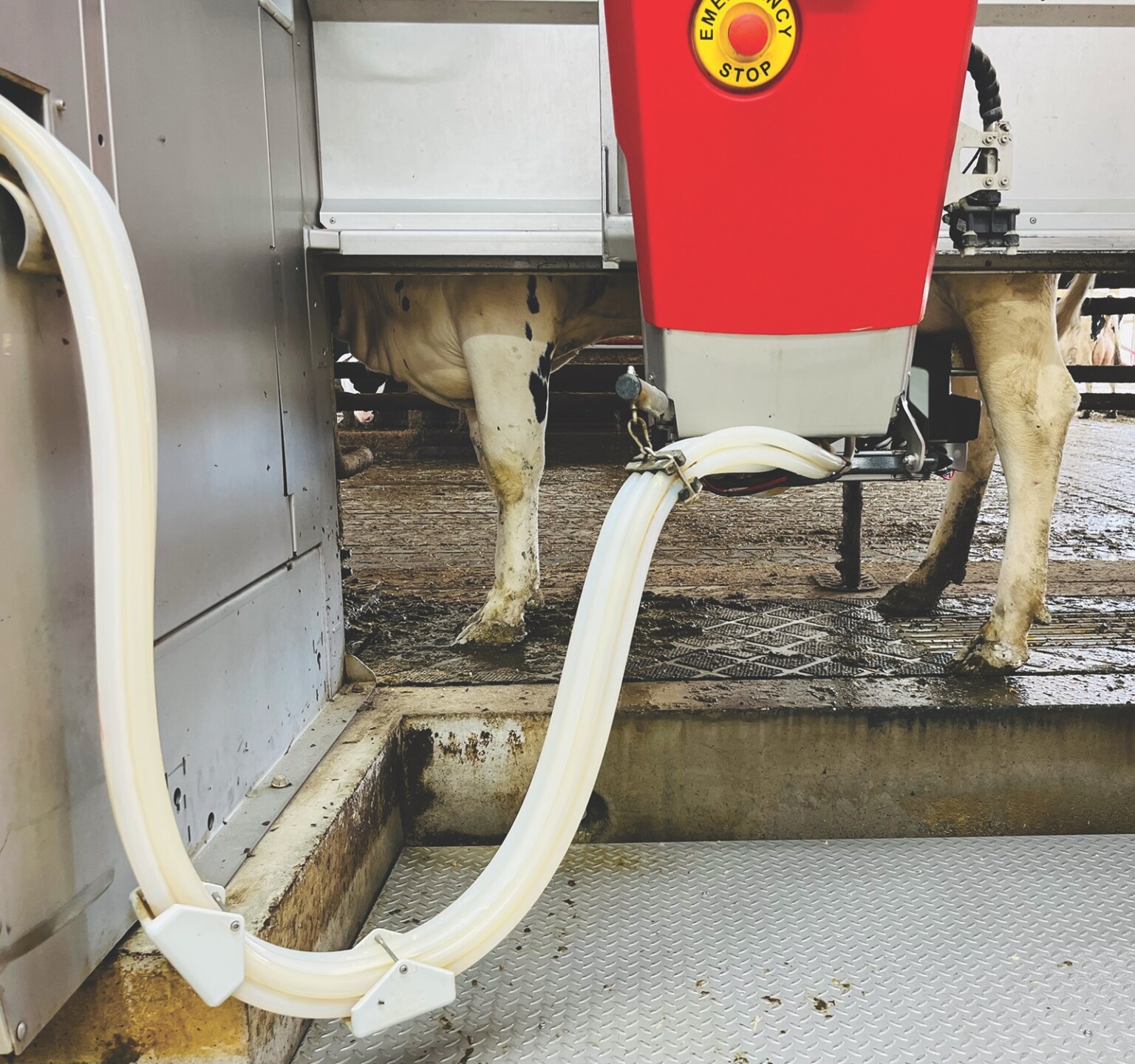 Brunton Dairy Looks to a Future of New Technology and Old-Fashioned Pride