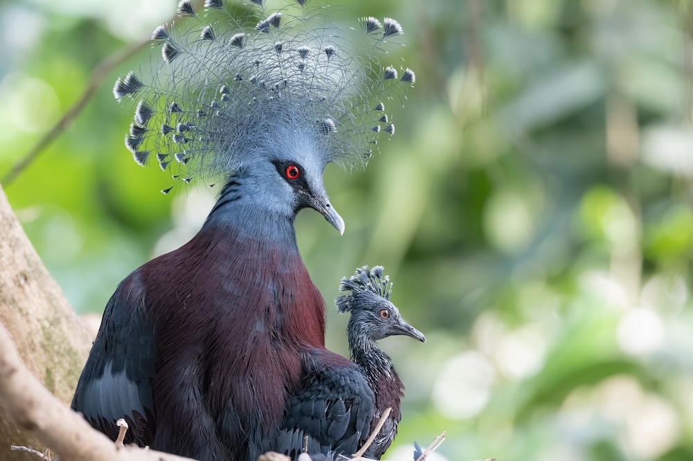 Soar into Spring During Limited-Time Nesting in Nature at the National ...