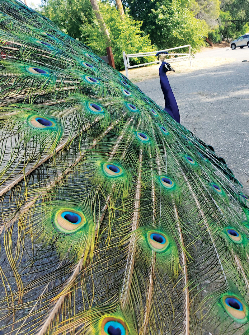 Best of the City 2023 - Sactown Magazine