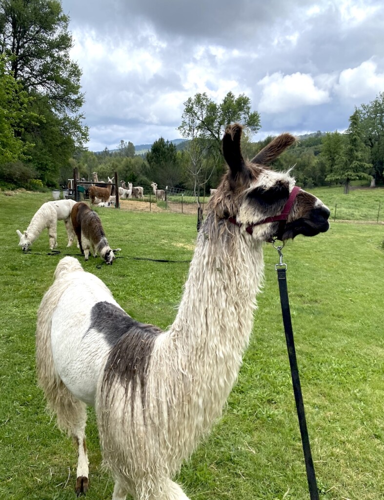 Best of the City 2024 - Sactown Magazine