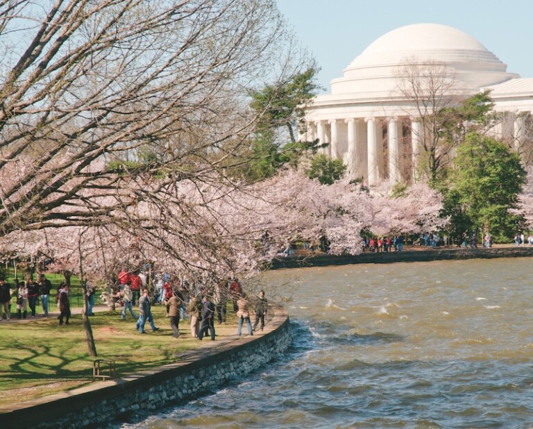 The Hanami Line - Coming into Bloom - Sactown Magazine