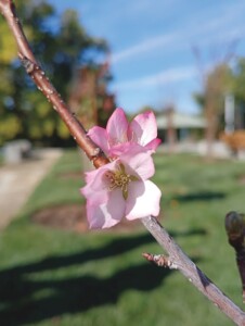 The Hanami Line - Coming into Bloom - Sactown Magazine