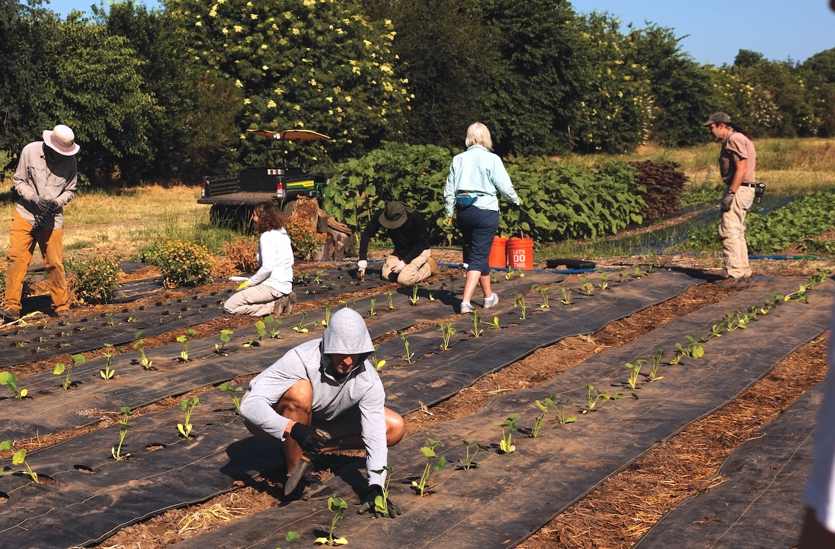 The Seeds of Change - Soil Born Farms - Sactown Magazine